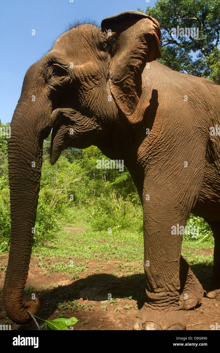 Asian Elephant, Cambodia Stock Photo - Alamy