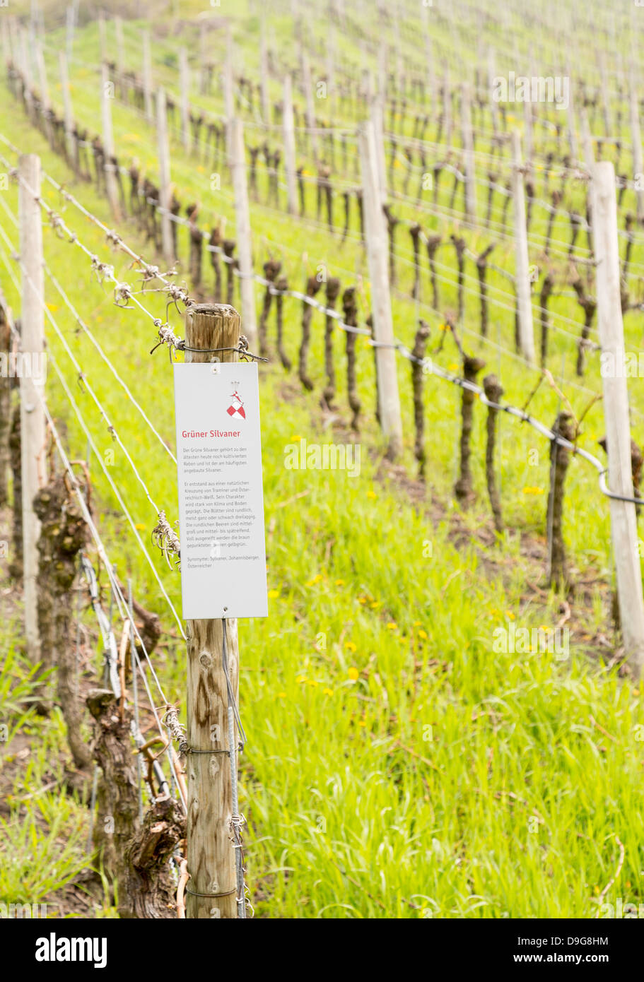 Grape varieties hi-res stock photography and images - Alamy