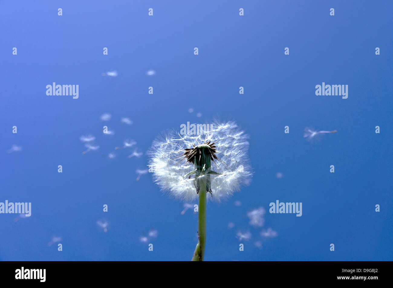 Flying fluff hi-res stock photography and images - Alamy