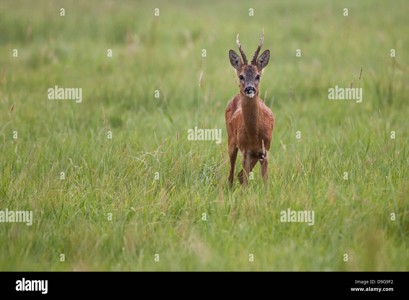Capreolus capreolus, Reh, Rehwild, Roe Deer, fawn Stock Photo - Alamy