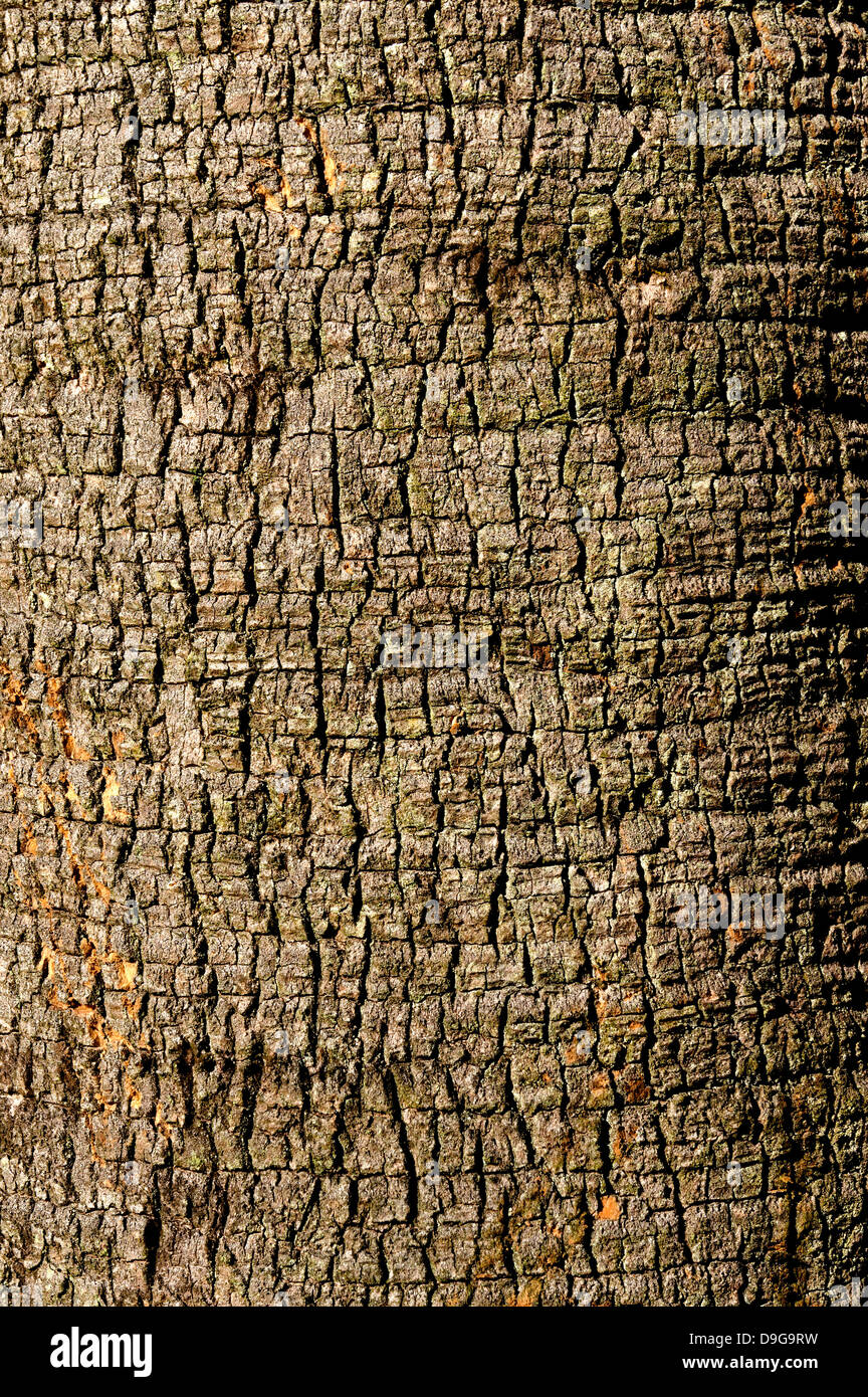 Palm tree cortex Stock Photo - Alamy
