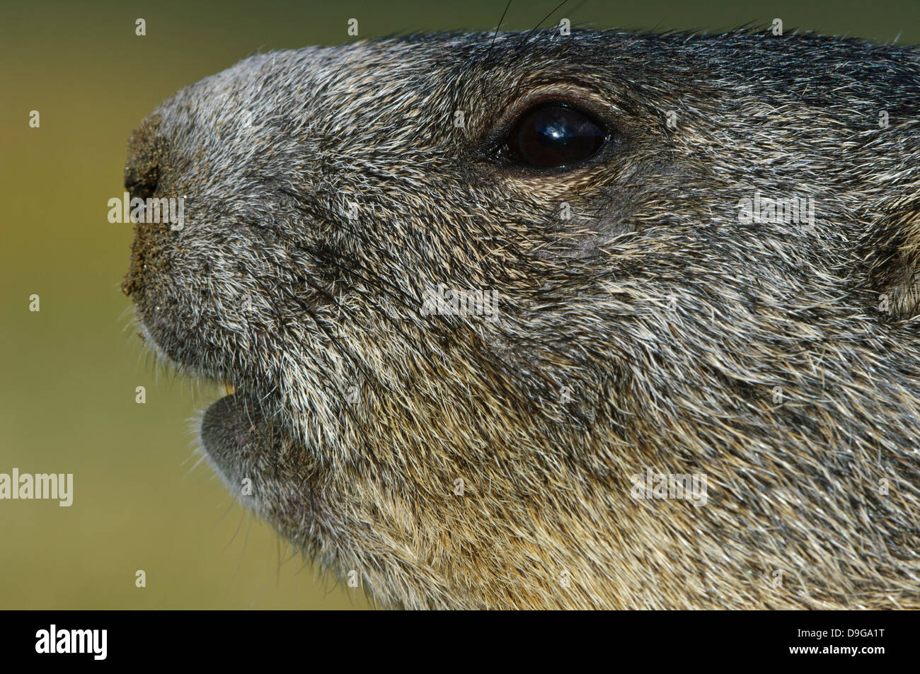 Murmeltier, Alpine Marmot, Marmota marmota Stock Photo - Alamy