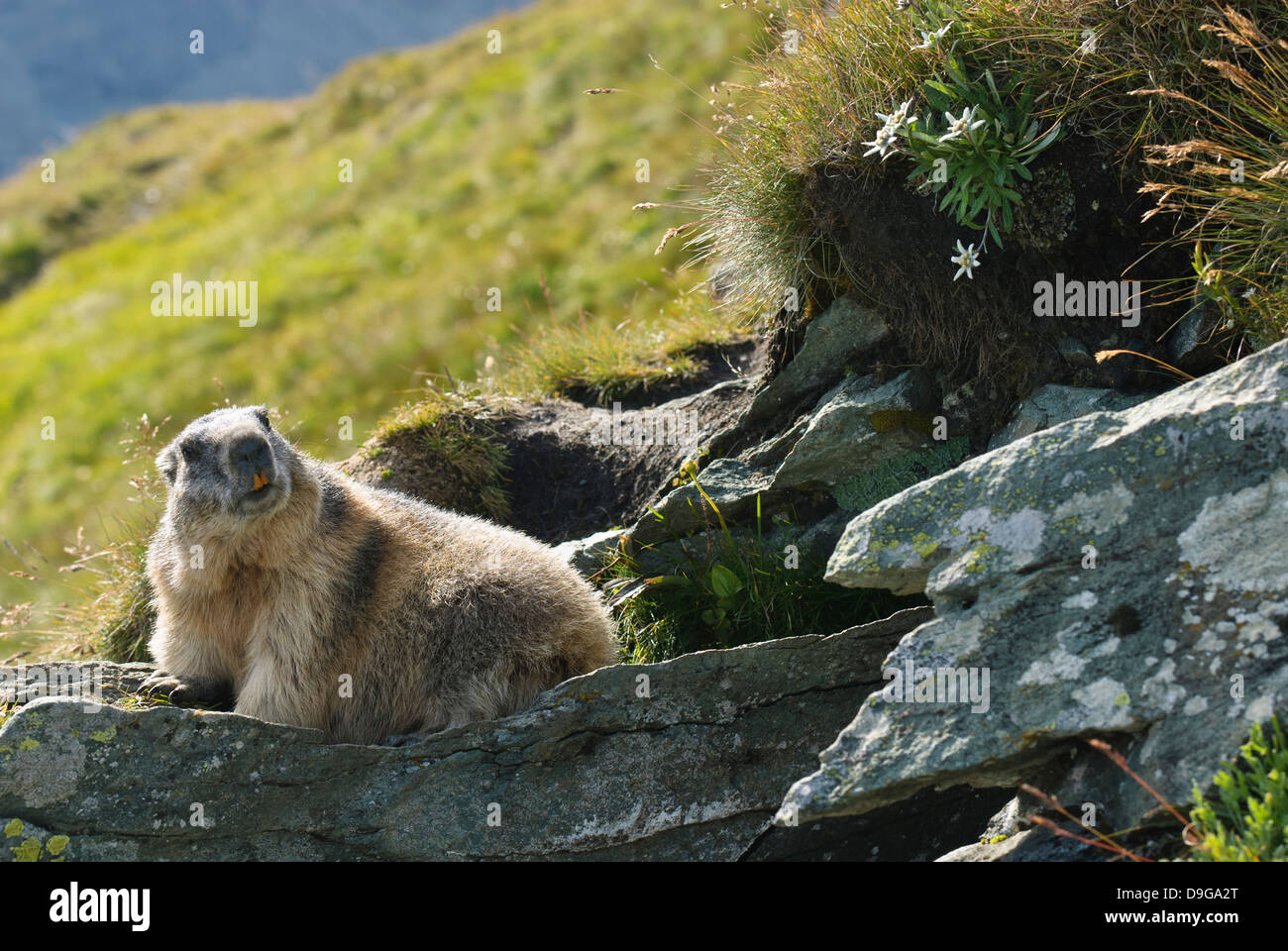 Murmeltier, Alpine Marmot, Marmota marmota Stock Photo - Alamy