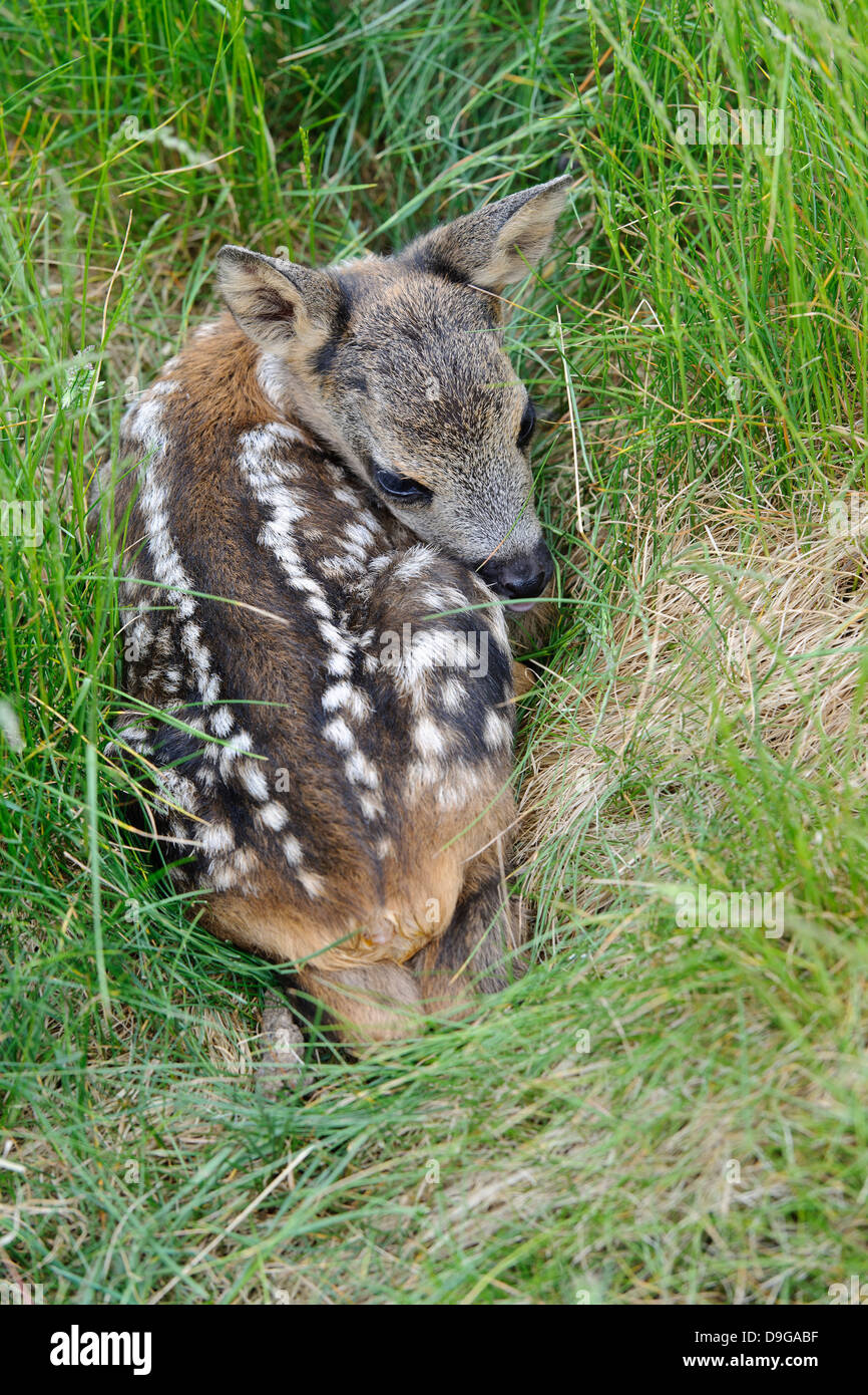 Capreolus capreolus, Reh, Rehwild, Roe Deer, fawn Stock Photo - Alamy