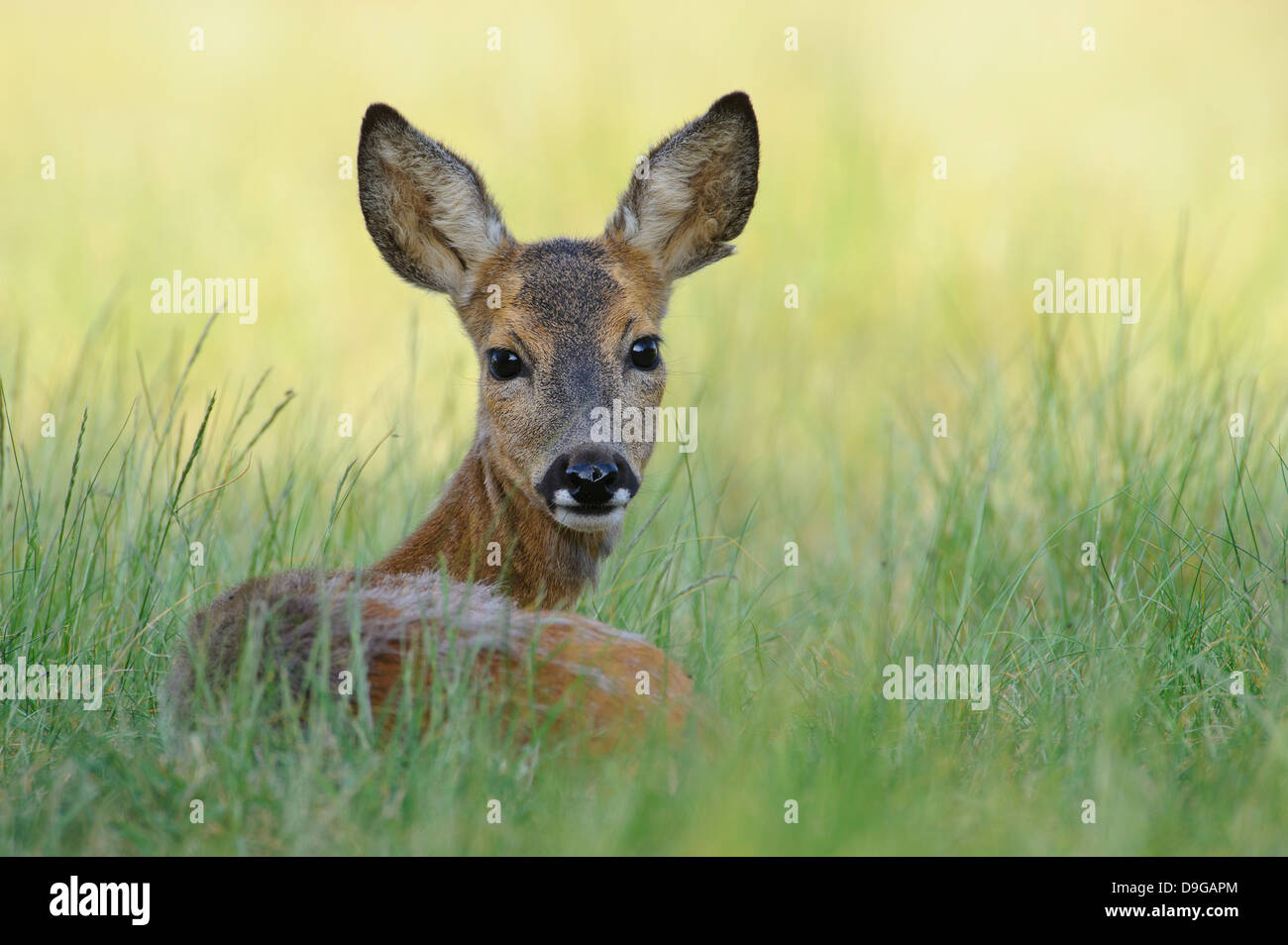Capreolus capreolus, Reh, Rehwild, Roe Deer, fawn Stock Photo - Alamy