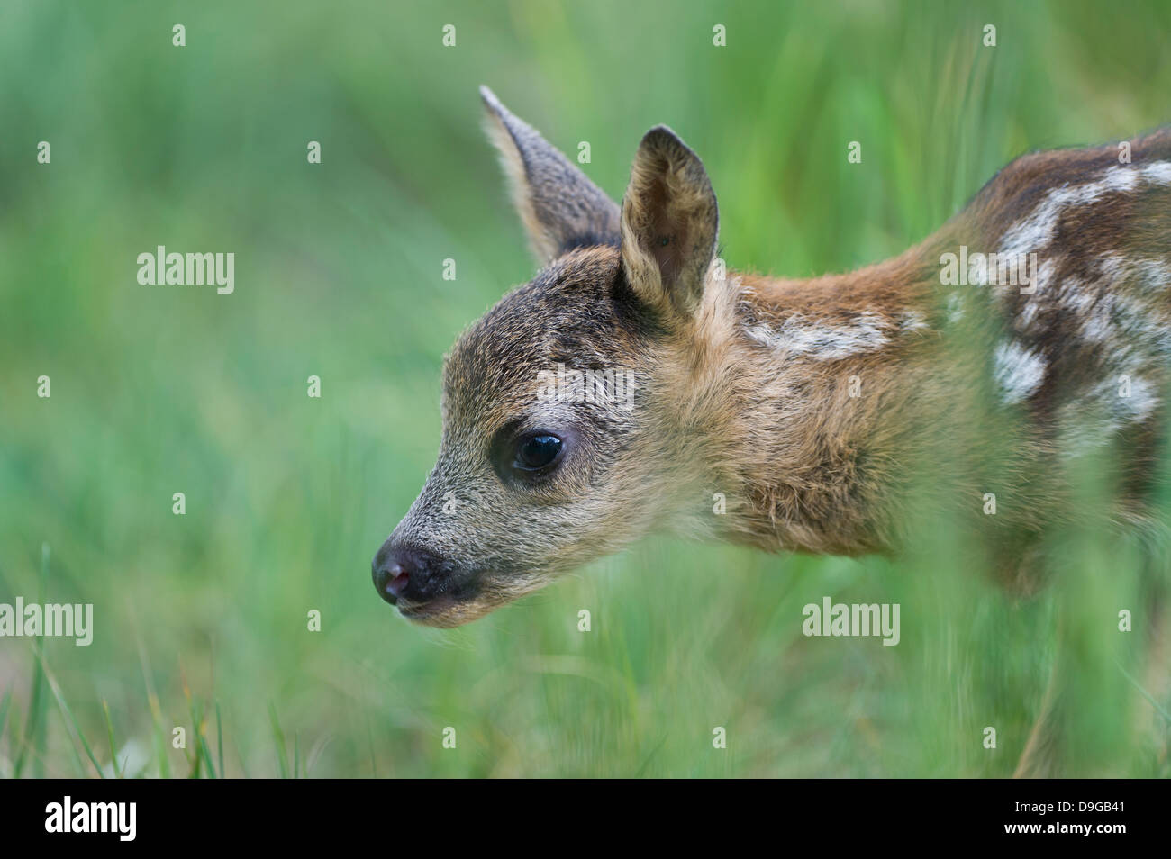 Capreolus capreolus, Reh, Rehwild, Roe Deer, fawn Stock Photo - Alamy