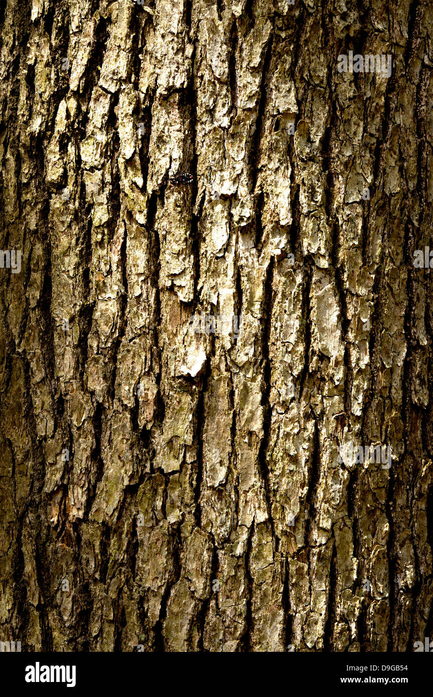 Pine tree cortex Stock Photo - Alamy