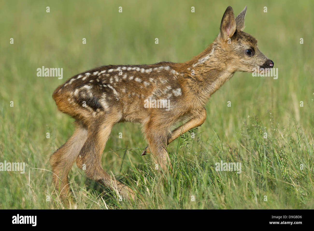 Capreolus capreolus, Reh, Rehwild, Roe Deer, fawn Stock Photo - Alamy