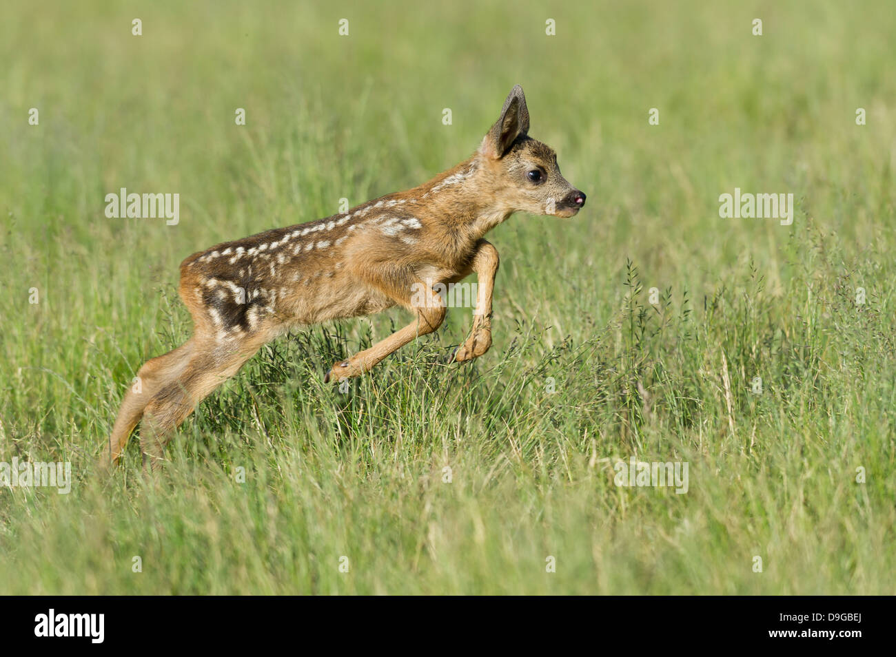Capreolus capreolus, Reh, Rehwild, Roe Deer, fawn Stock Photo - Alamy