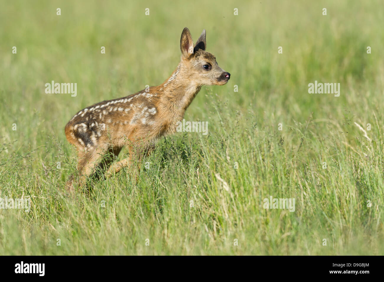 Capreolus capreolus, Reh, Rehwild, Roe Deer, fawn Stock Photo - Alamy