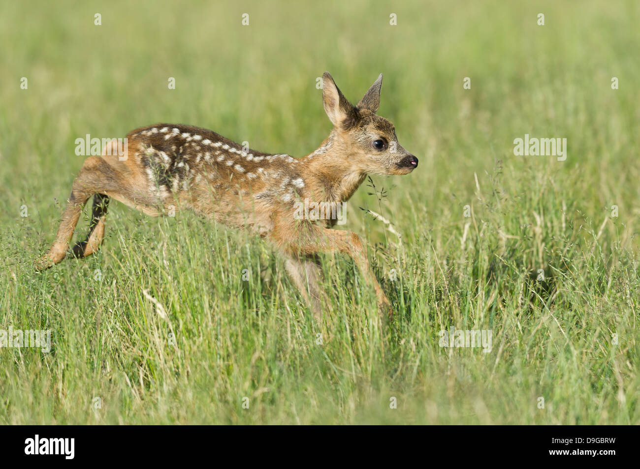 Capreolus capreolus, Reh, Rehwild, Roe Deer, fawn Stock Photo - Alamy
