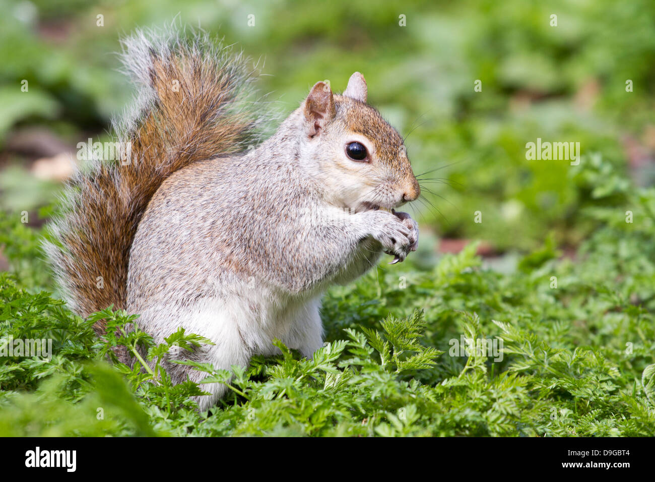 Grey squirrel uk hi-res stock photography and images - Alamy