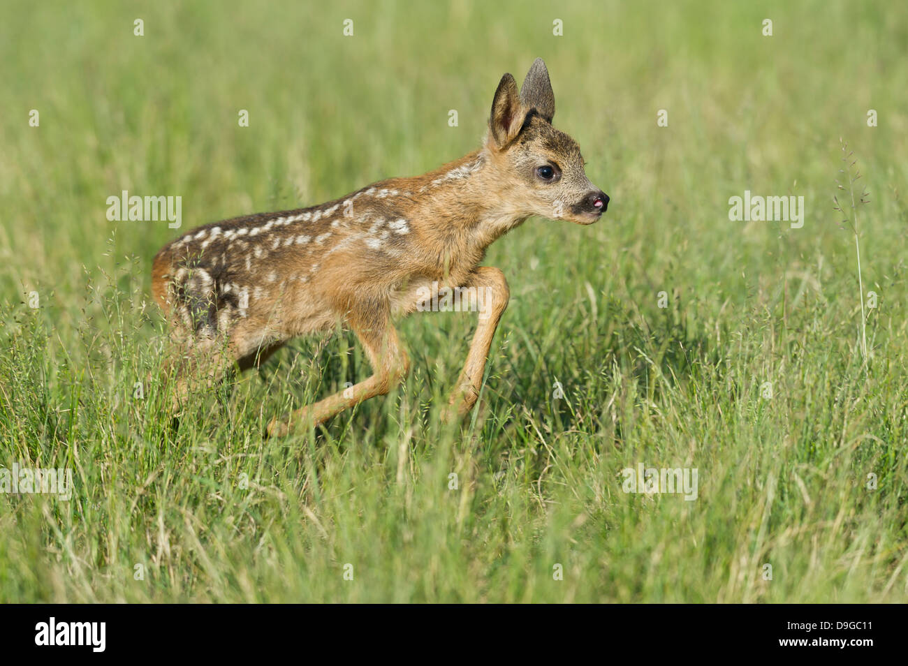 Capreolus capreolus, Reh, Rehwild, Roe Deer, fawn Stock Photo - Alamy