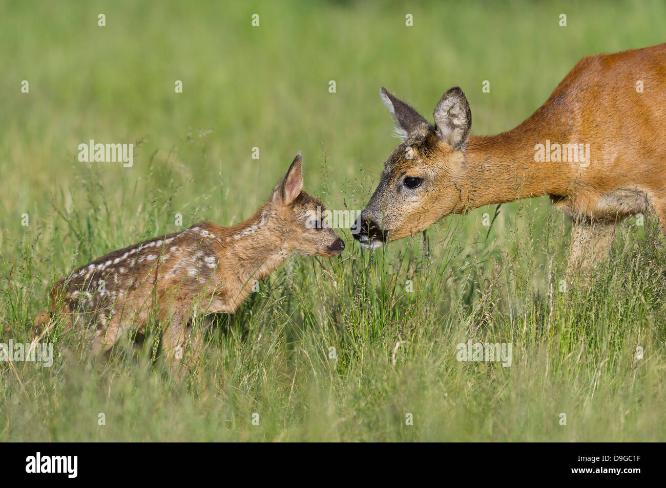 Capreolus capreolus, Reh, Rehwild, Roe Deer, fawn Stock Photo - Alamy