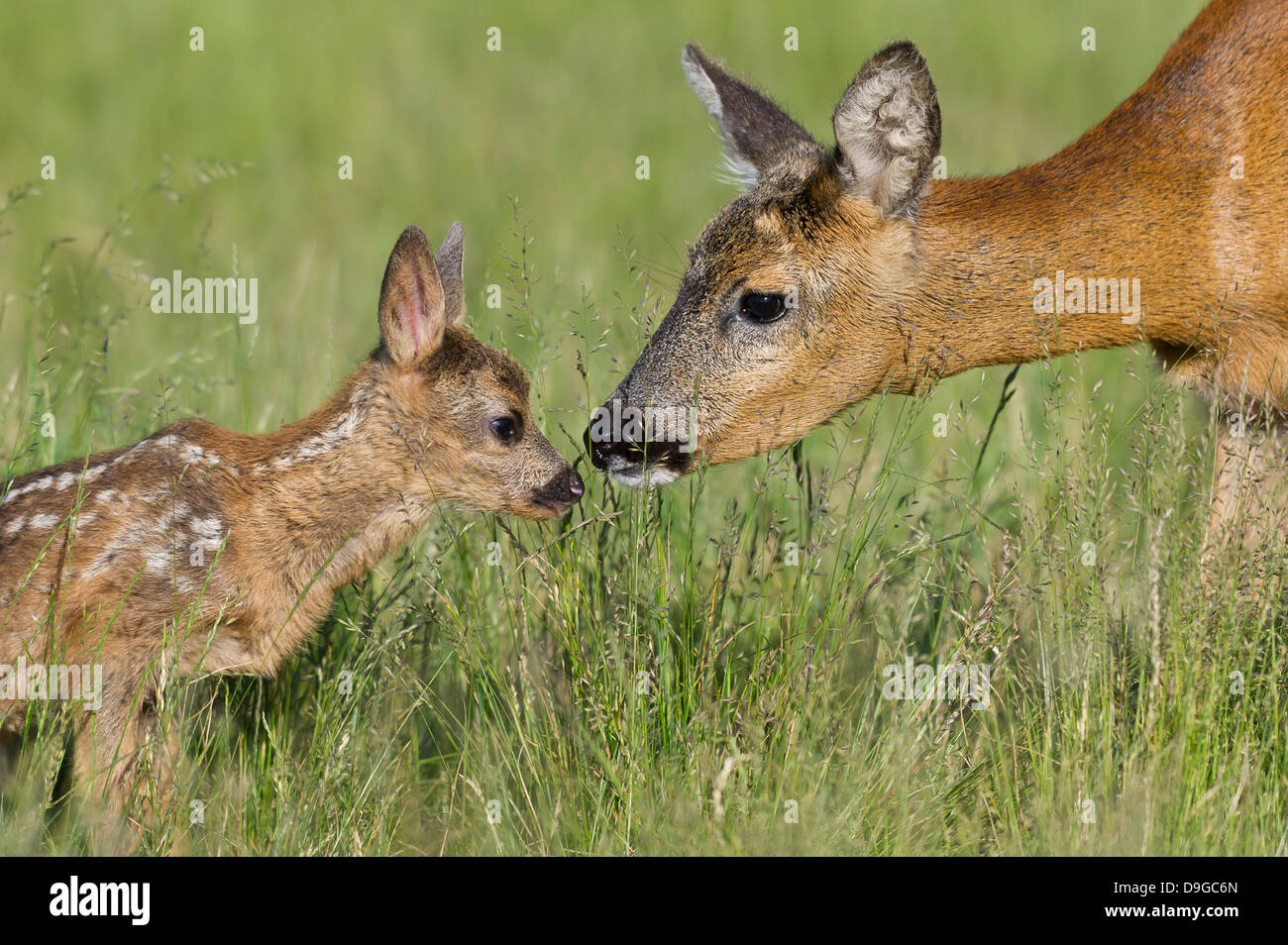 Capreolus capreolus, Reh, Rehwild, Roe Deer, fawn Stock Photo - Alamy