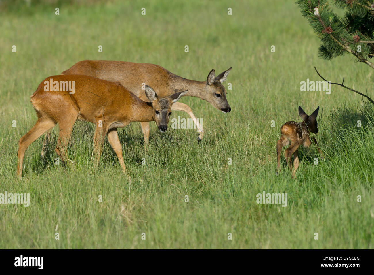 Capreolus capreolus, Reh, Rehwild, Roe Deer, fawn Stock Photo - Alamy