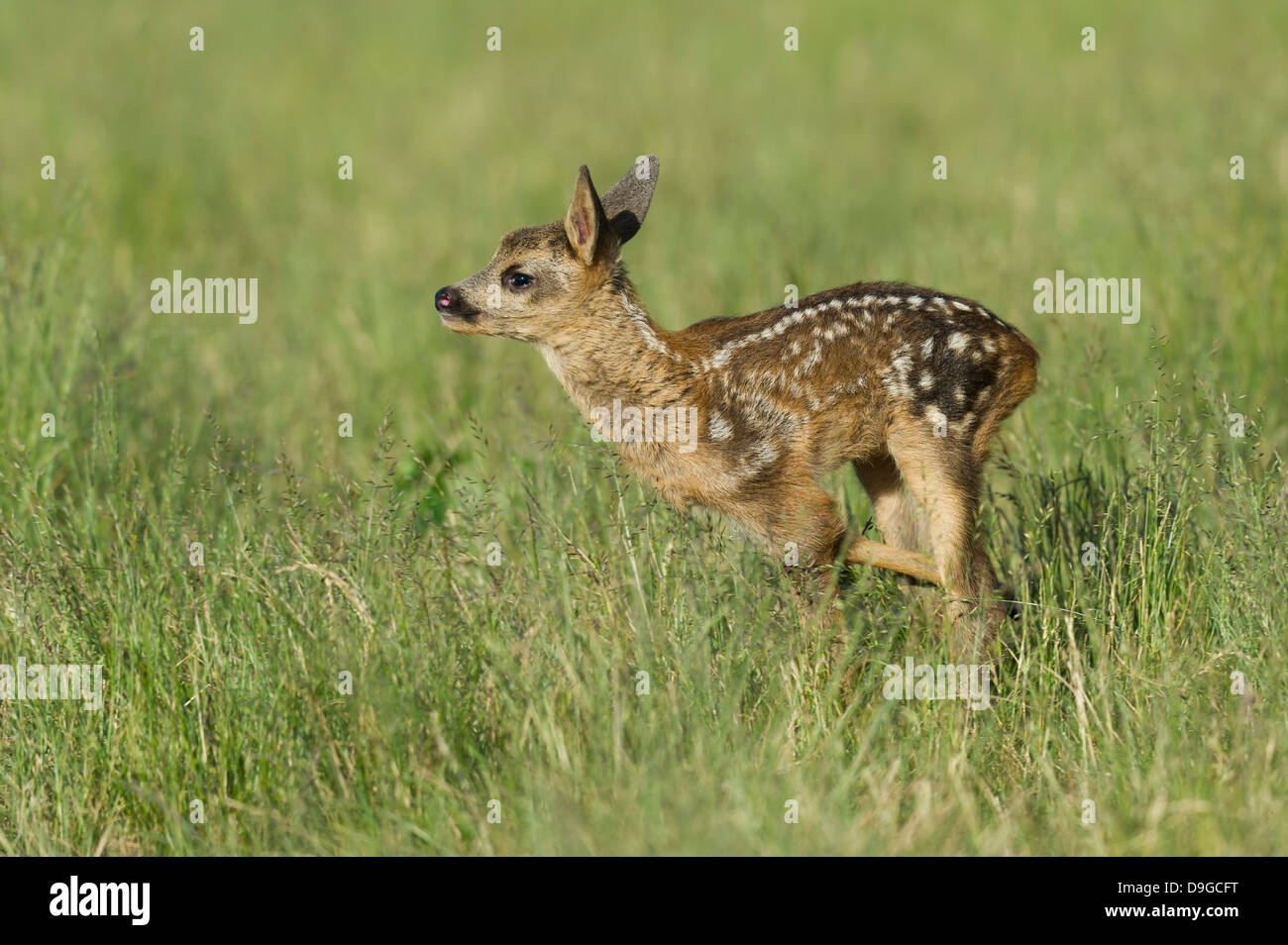 Capreolus capreolus, Reh, Rehwild, Roe Deer, fawn Stock Photo - Alamy