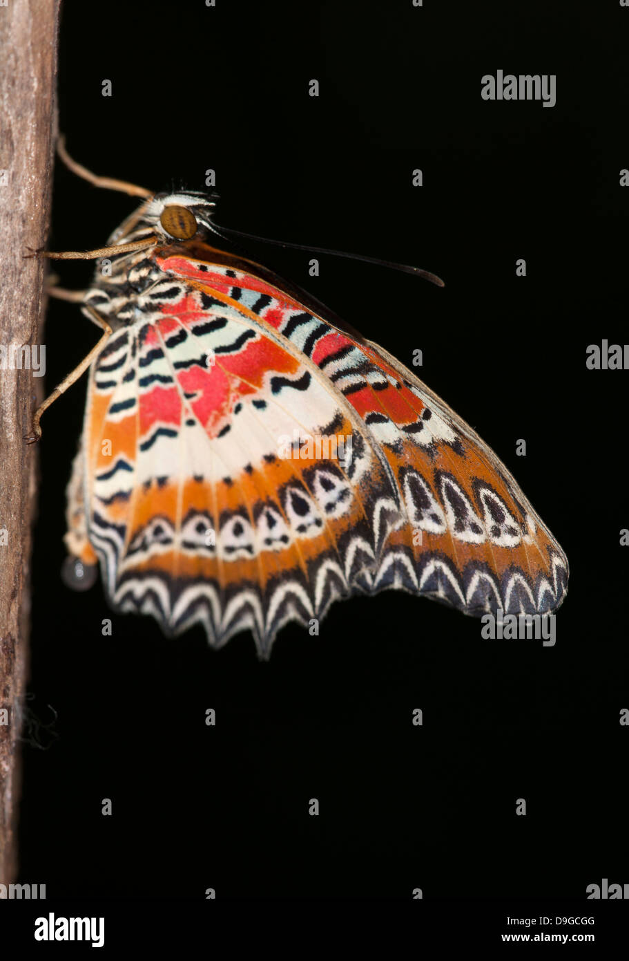 Butterfly Close Up Stock Photo - Alamy