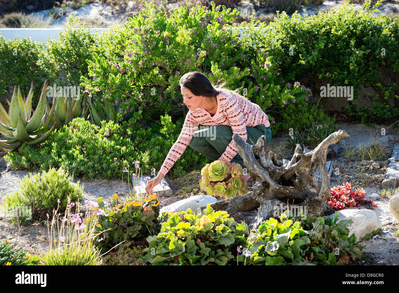 Woman plucking flower in vegetation Stock Photo - Alamy