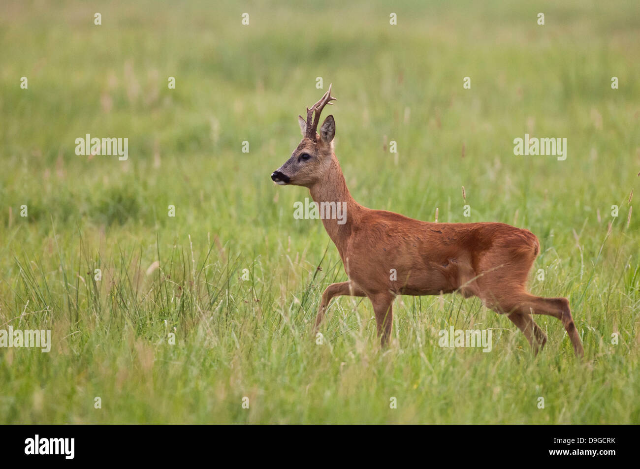 Capreolus capreolus, Reh, Rehwild, Roe Deer, fawn Stock Photo - Alamy