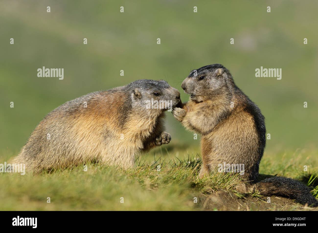 Murmeltier, Alpine Marmot, Marmota marmota Stock Photo - Alamy