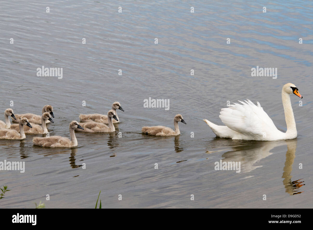 Mute swan - Cygnus olor and cygnets, Buckinghamshire, England, UK Stock Photo - Alamy