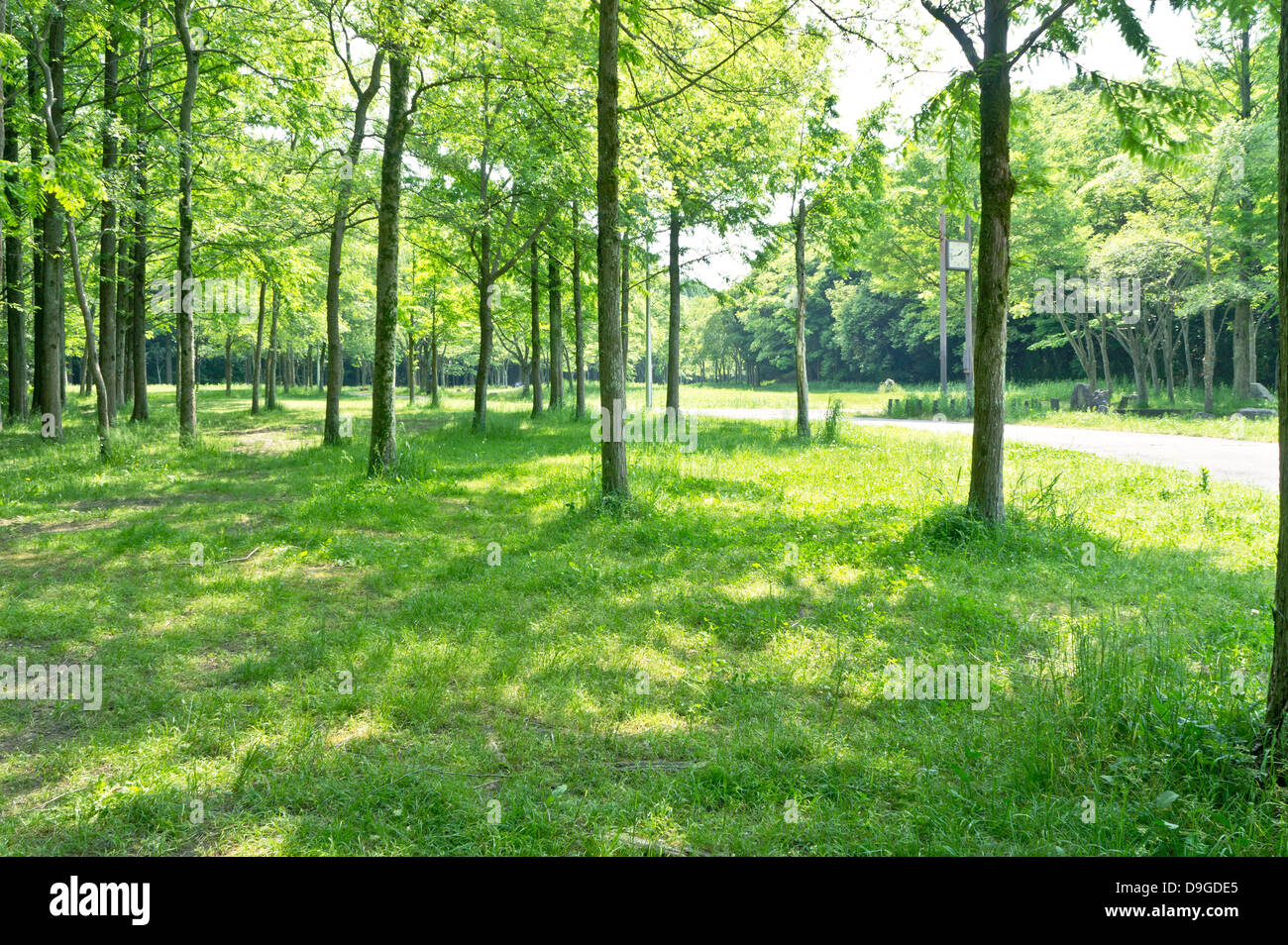 Trees and grassland in a park Stock Photo - Alamy
