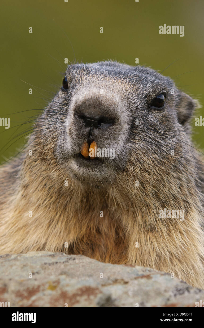 Murmeltier, Alpine Marmot, Marmota marmota Stock Photo - Alamy