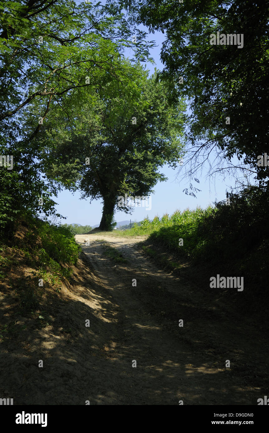 A big tree at the end of a white road Stock Photo - Alamy