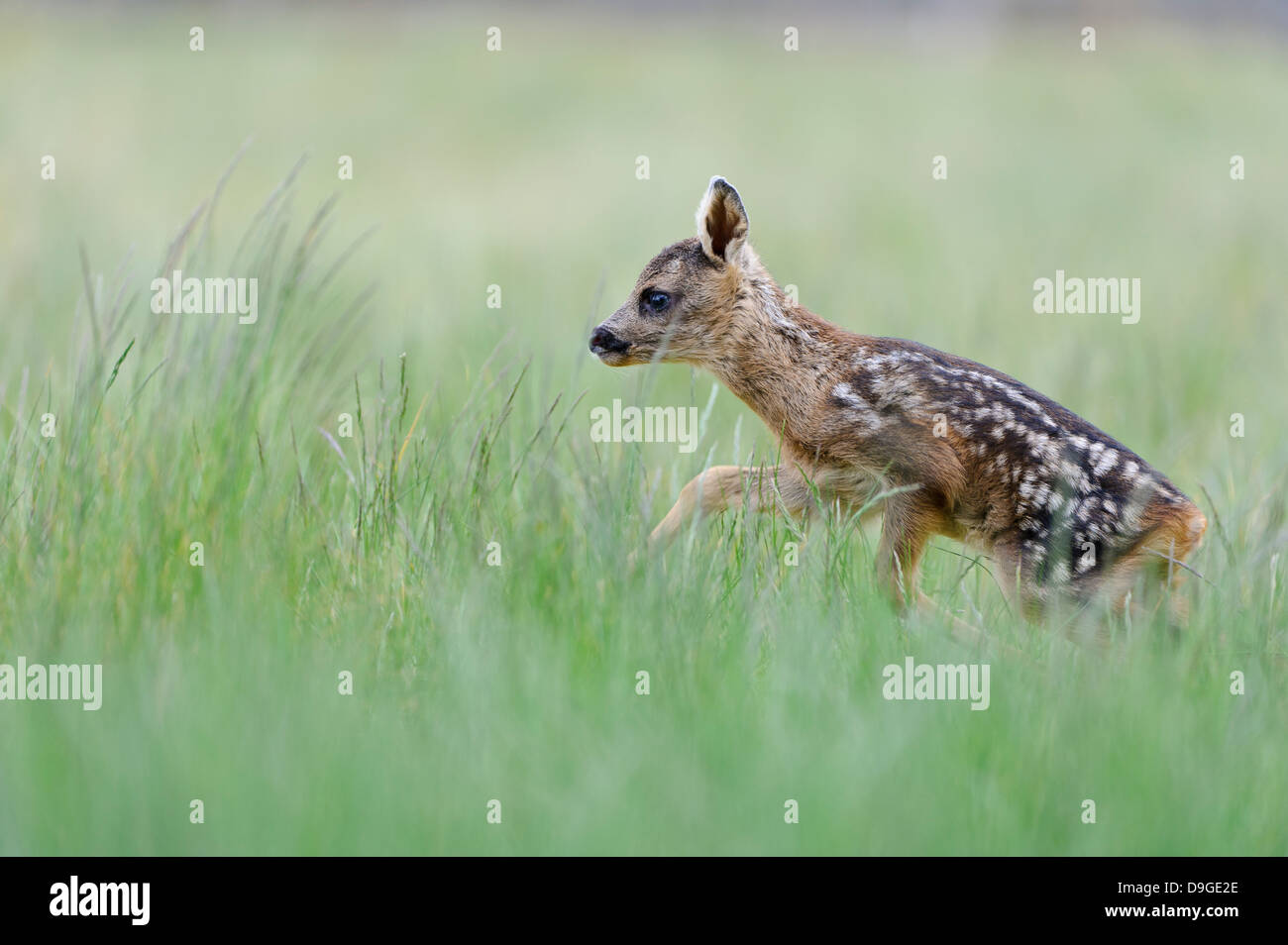 Capreolus capreolus, Reh, Rehwild, Roe Deer, fawn Stock Photo - Alamy