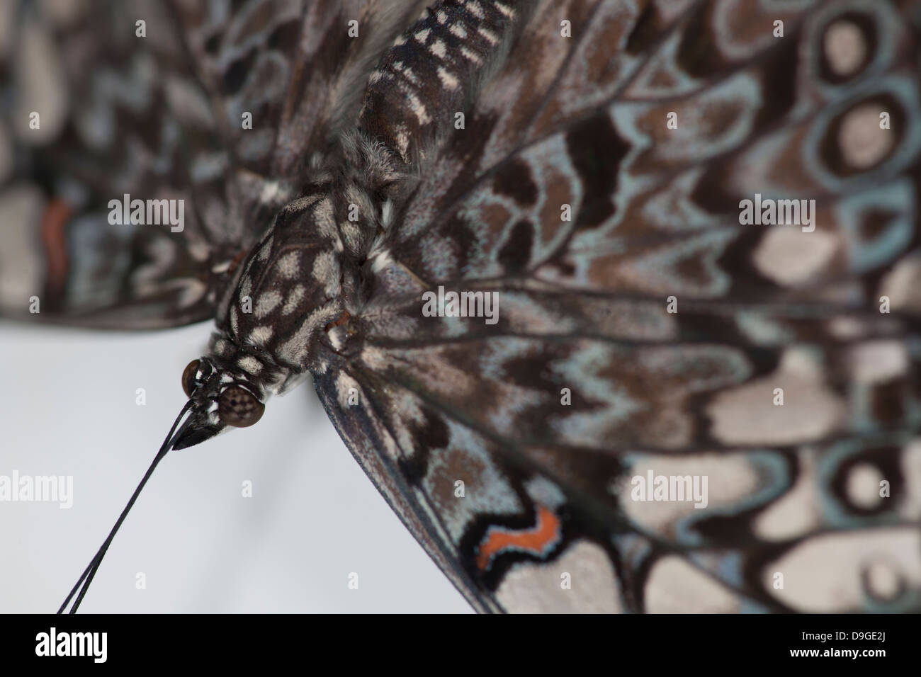 Butterfly Close Up Stock Photo - Alamy