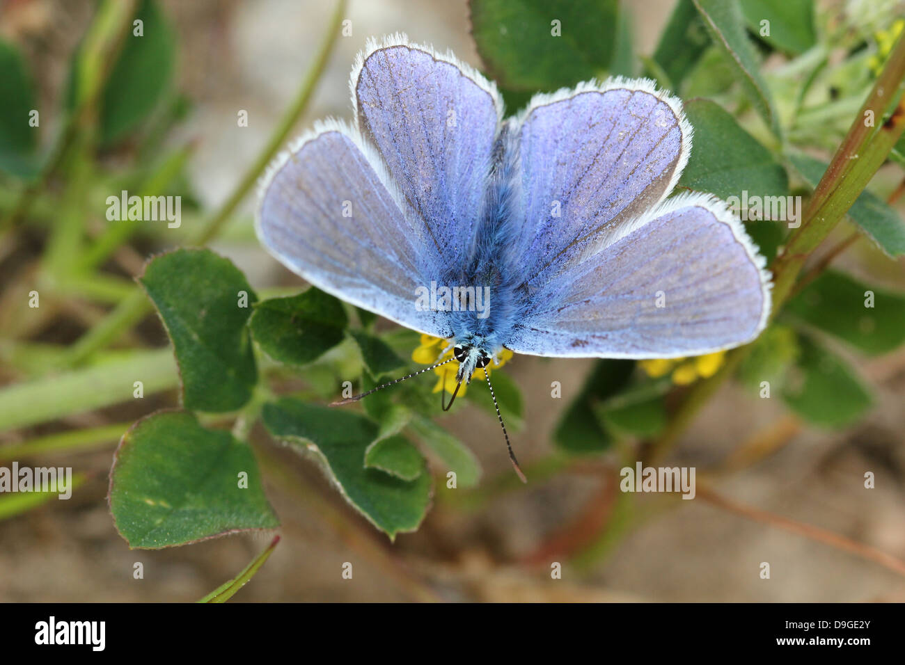 Detailed macro image of male Common Blue (Polyommatus icarus) butterfly ...