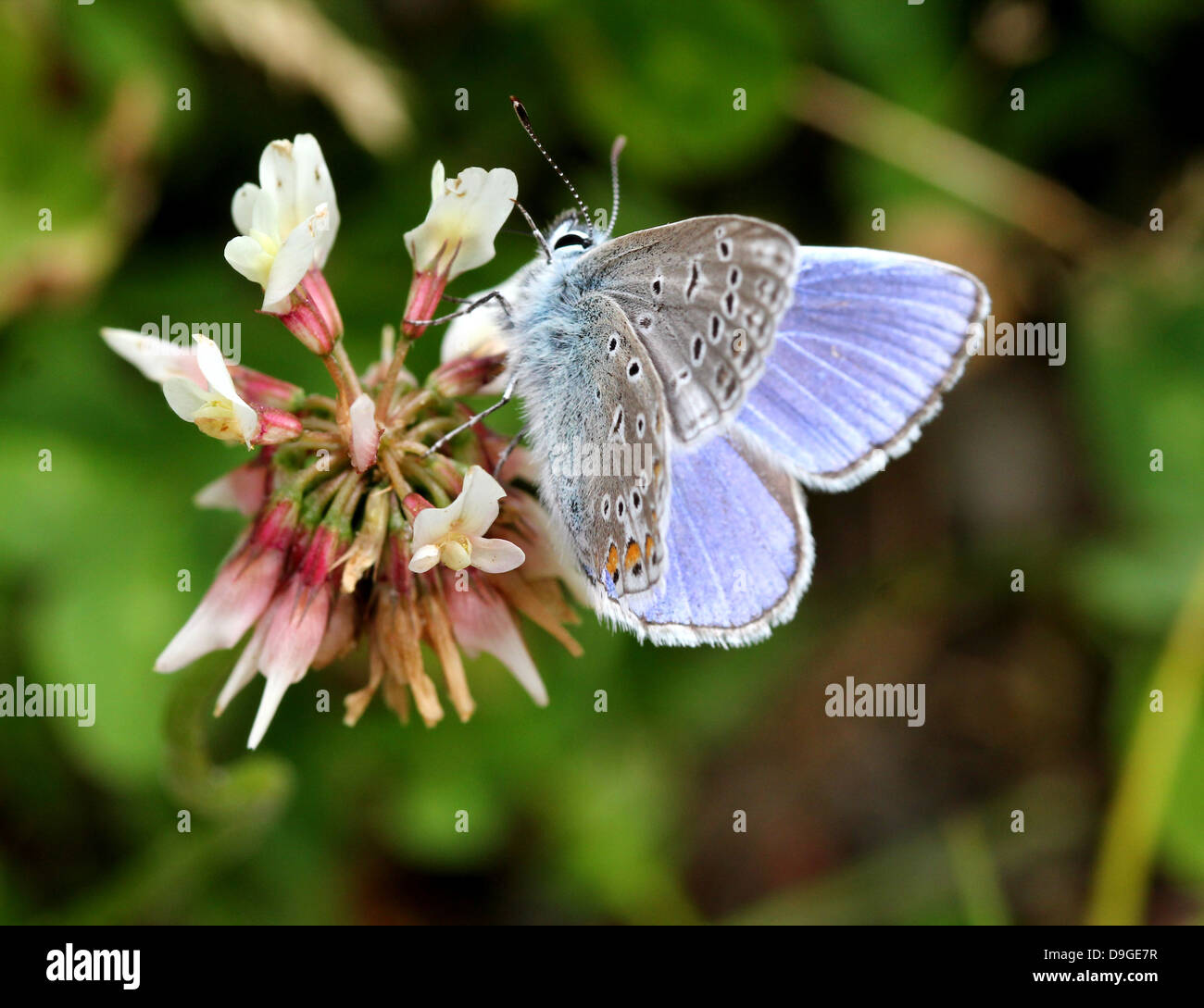 Detailed macro image of male Common Blue (Polyommatus icarus) butterfly ...