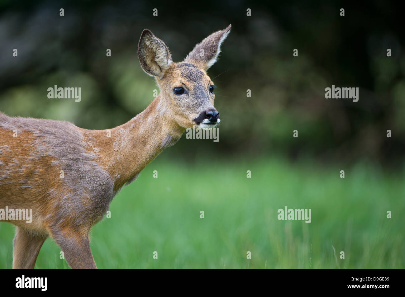 Capreolus capreolus, Reh, Rehwild, Roe Deer, fawn Stock Photo - Alamy