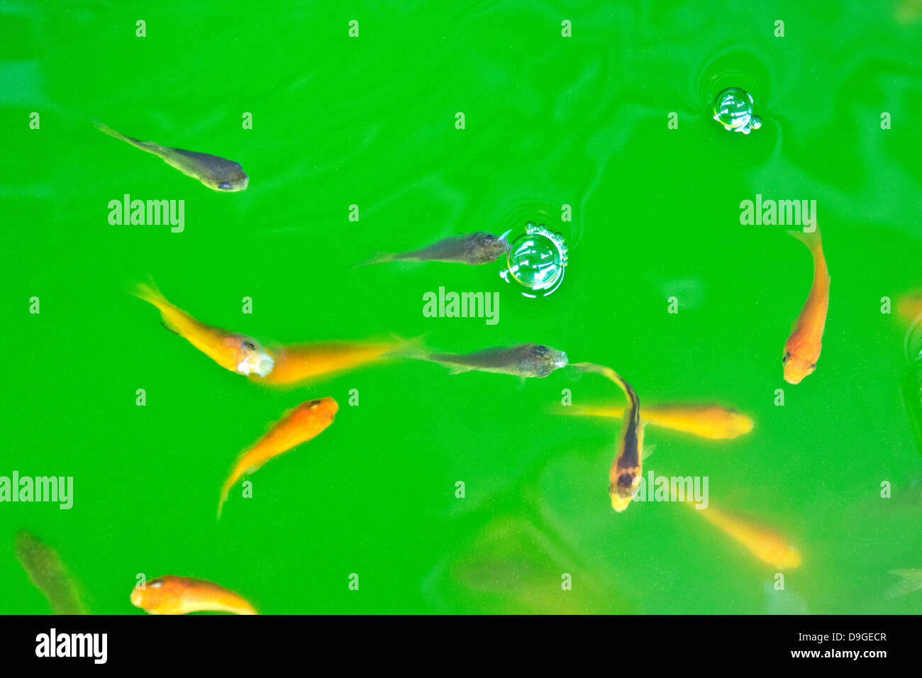 Killifishes High Resolution Stock Photography and Images - Alamy