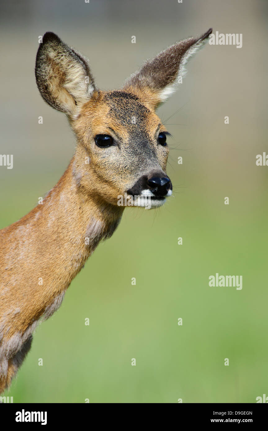 Capreolus capreolus, Reh, Rehwild, Roe Deer, fawn Stock Photo - Alamy