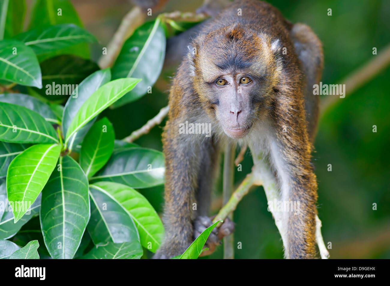 Philippines wildlife macaque hi-res stock photography and images - Alamy