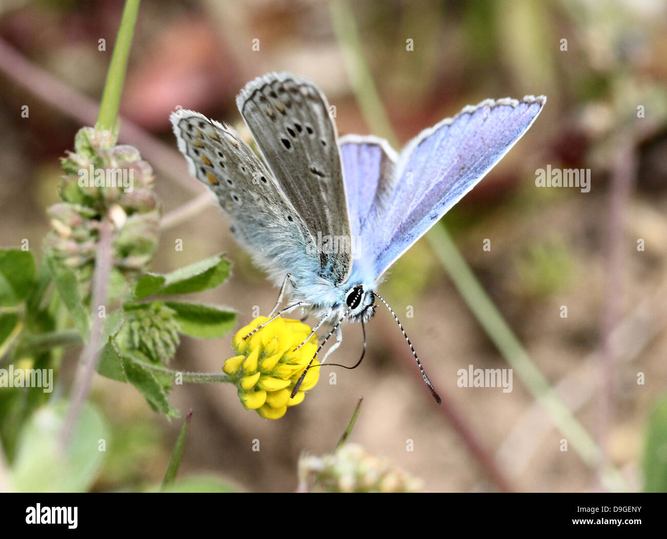 Detailed macro image of male Common Blue (Polyommatus icarus) butterfly ...