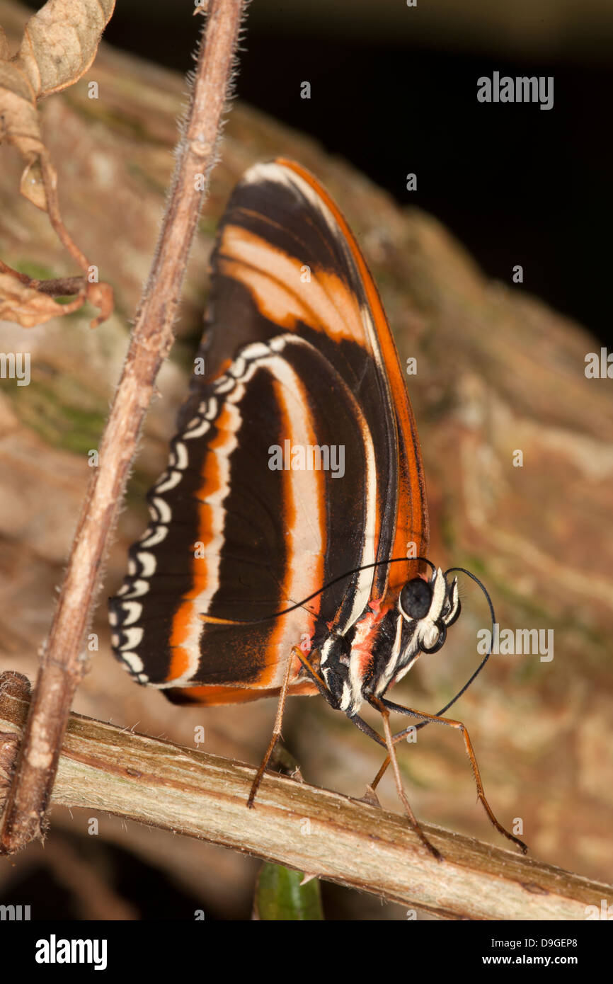 Butterfly Close Up Stock Photo - Alamy