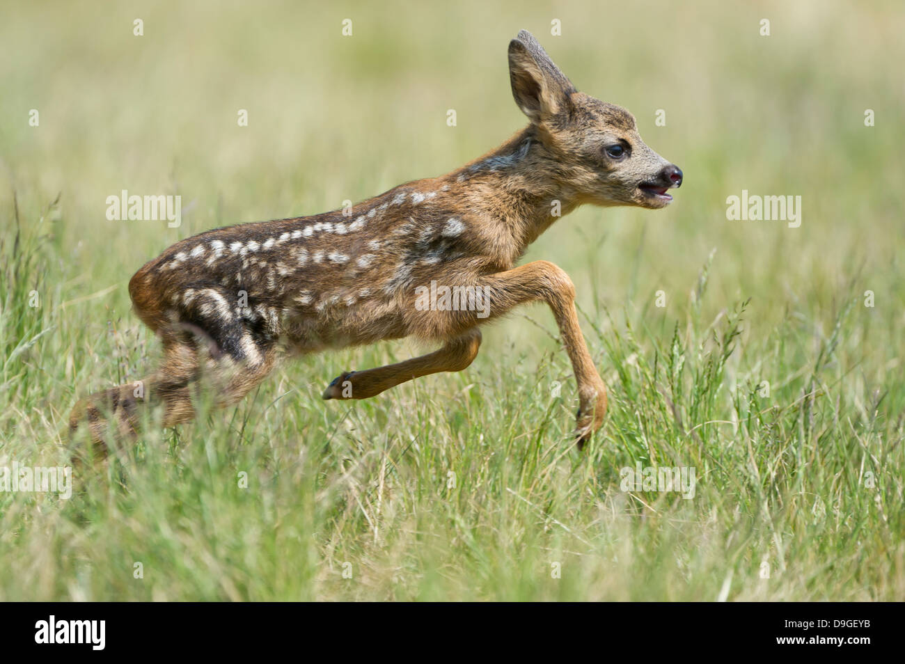 Capreolus capreolus, Reh, Rehwild, Roe Deer, fawn Stock Photo - Alamy