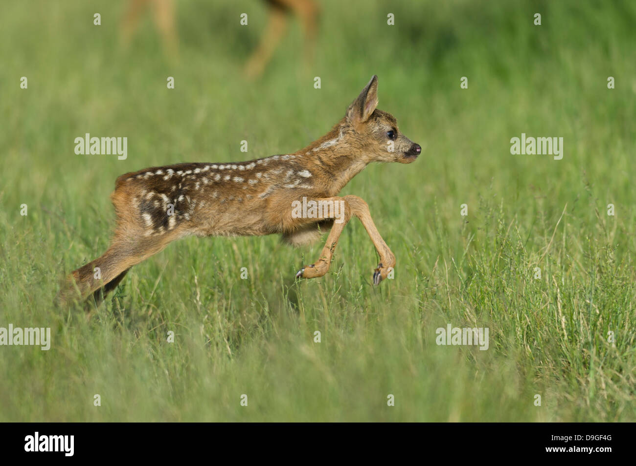 Capreolus capreolus, Reh, Rehwild, Roe Deer, fawn Stock Photo - Alamy