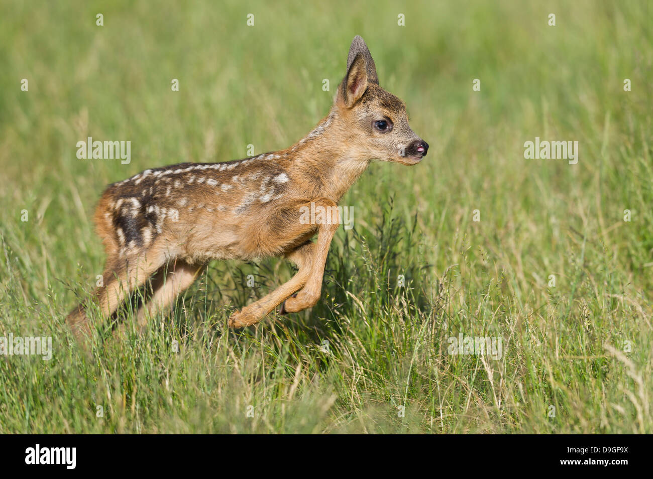 Capreolus capreolus, Reh, Rehwild, Roe Deer, fawn Stock Photo - Alamy