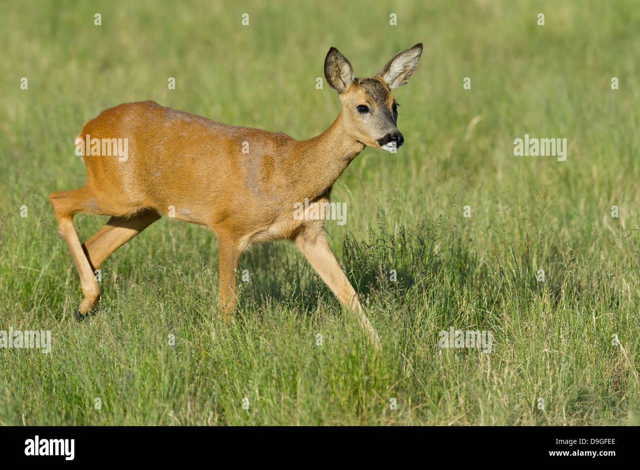 Rehwild hi-res stock photography and images - Alamy