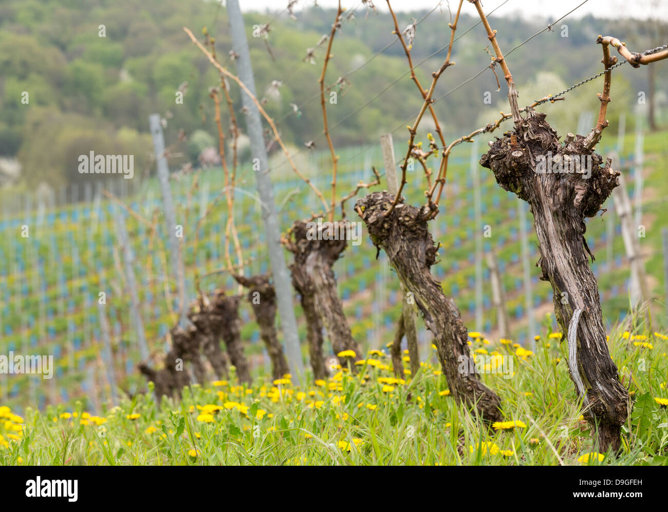Detail of the pruning of old ancient vine with two leaders fastened to ...