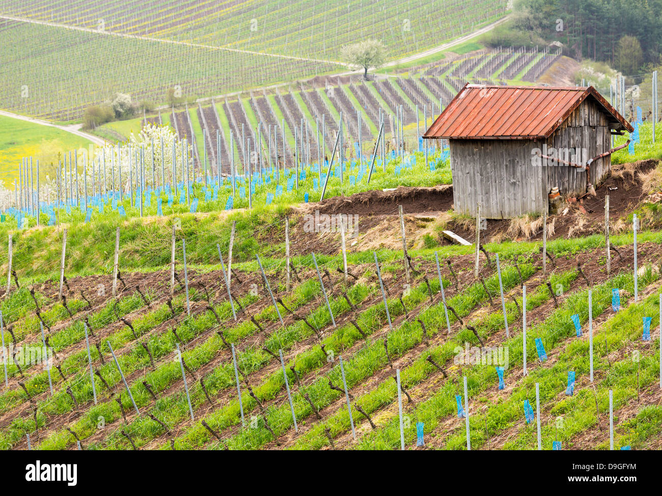 Germany vineyard hi-res stock photography and images - Alamy