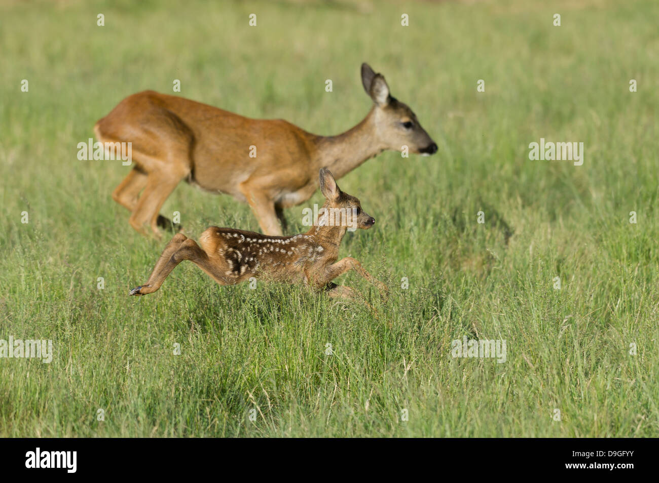 Capreolus capreolus, Reh, Rehwild, Roe Deer, fawn Stock Photo - Alamy