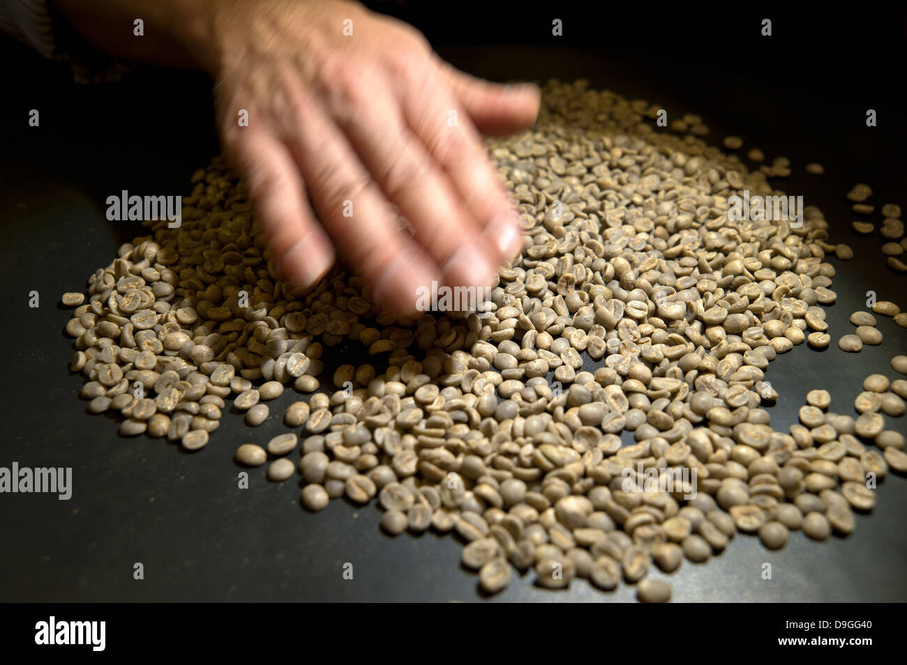 Sorting coffee beans by hand hi-res stock photography and images - Alamy
