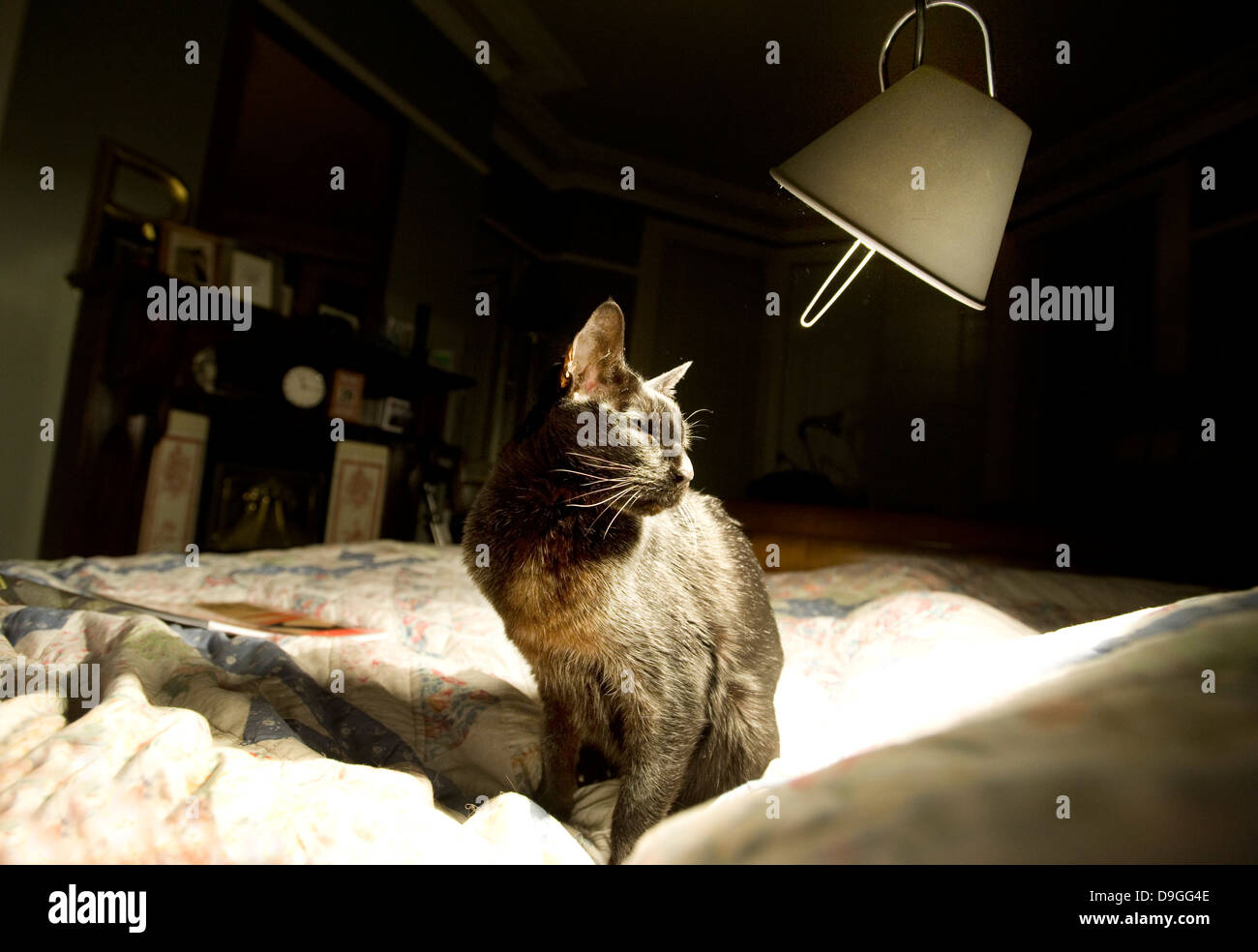 Siamese cat sitting on top hi-res stock photography and images - Alamy