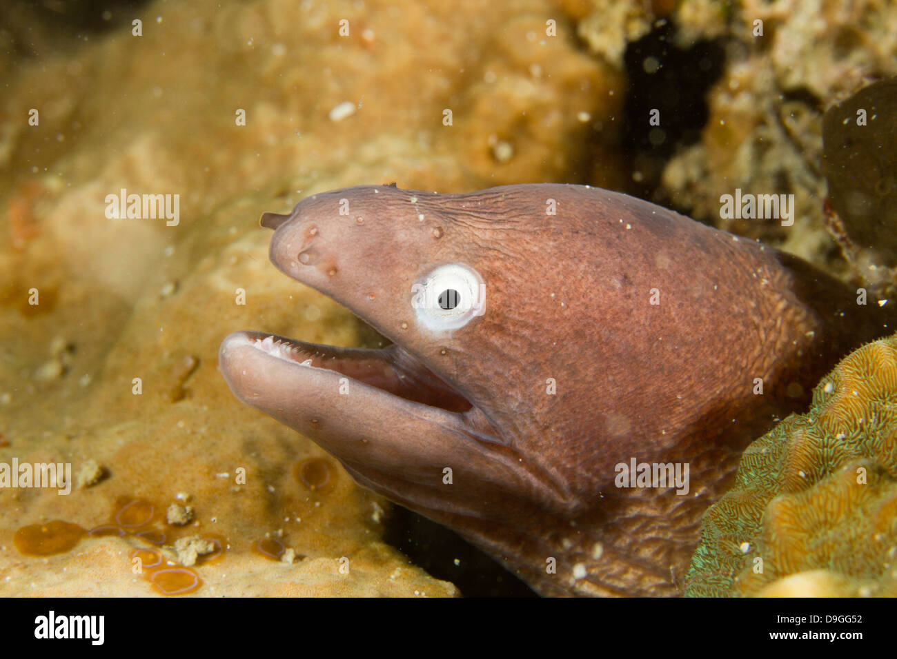 White eyed moray eel hi-res stock photography and images - Alamy