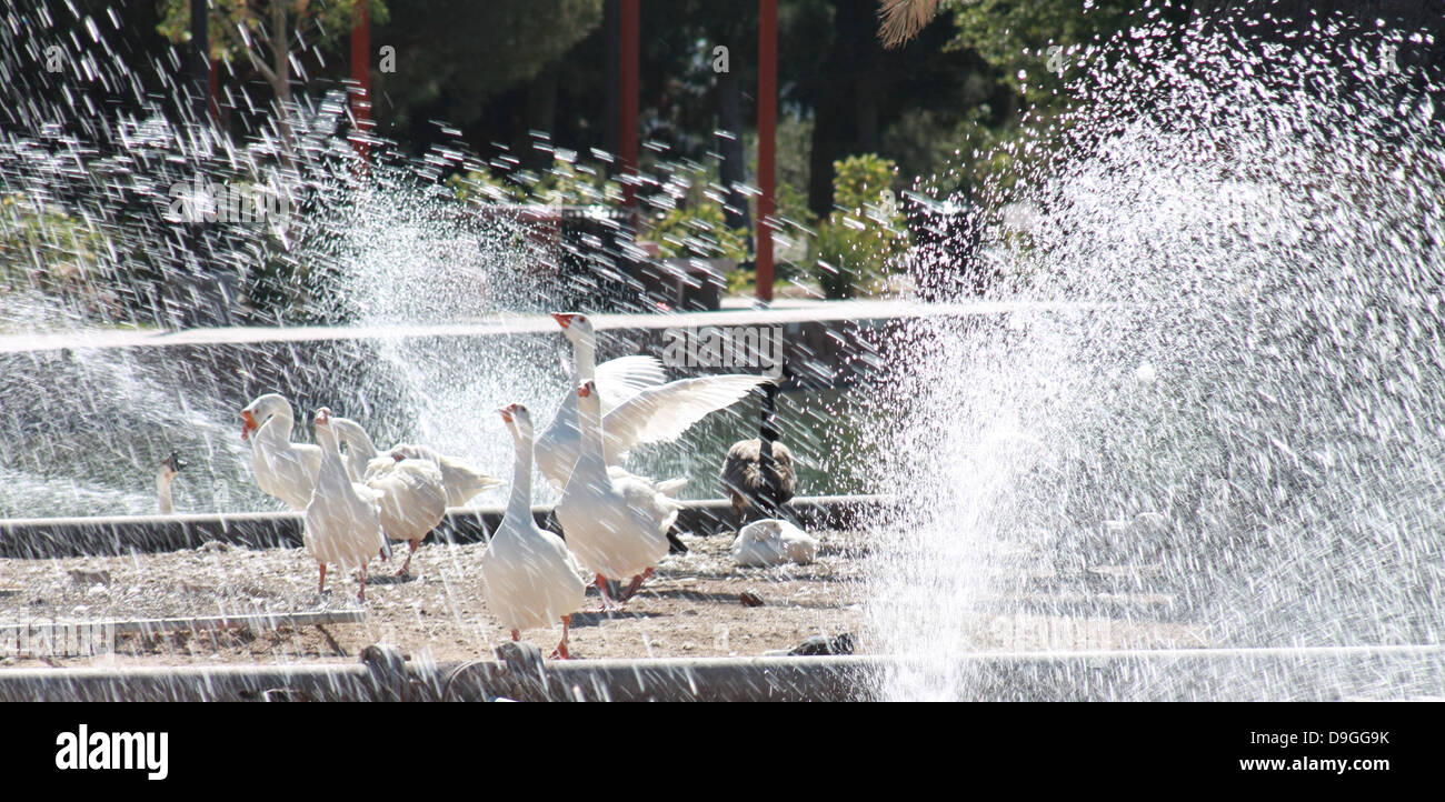 Ducks and Geese splashing in the water having fun Stock Photo - Alamy